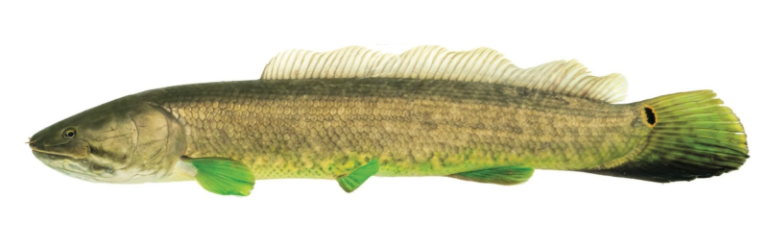 List Of North American Fish