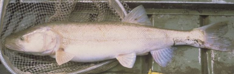 List Of North American Fish