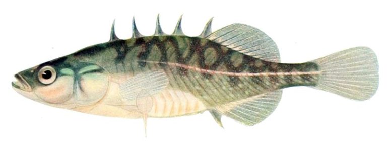 List Of North American Fish