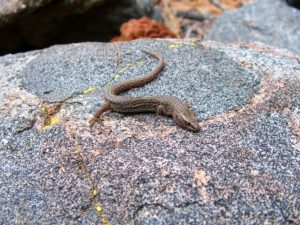 List Of North American Lizards – North American Nature