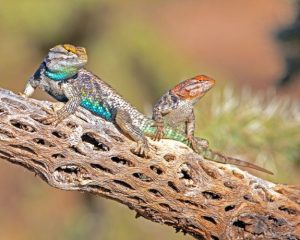 List Of North American Lizards – North American Nature