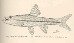 List Of North American Fish