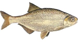 List Of North American Fish