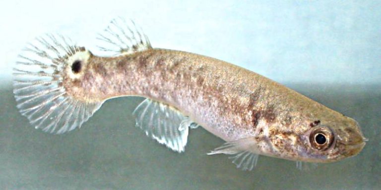 List Of North American Fish