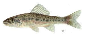 List Of North American Fish
