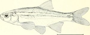 List Of North American Fish