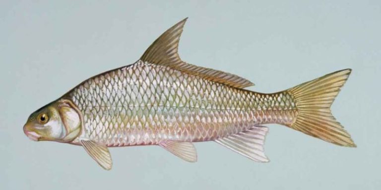 List Of North American Fish