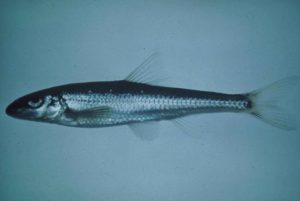 List Of North American Fish
