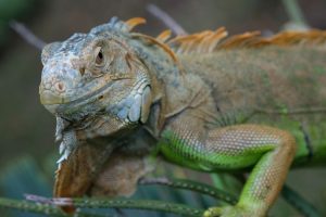 List Of North American Lizards – North American Nature
