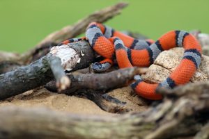 List Of North American Snakes