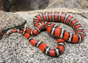 List Of North American Snakes