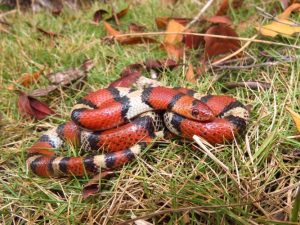 List Of North American Snakes