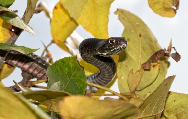 List Of North American Snakes