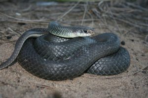 List Of North American Snakes