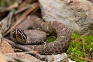 List Of North American Snakes