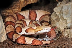 List Of North American Snakes