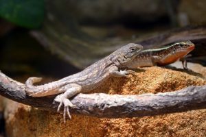 List Of North American Lizards
