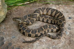 List Of North American Snakes