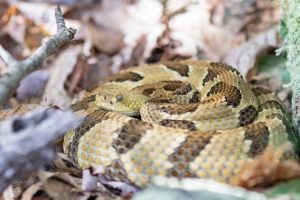 List Of North American Snakes
