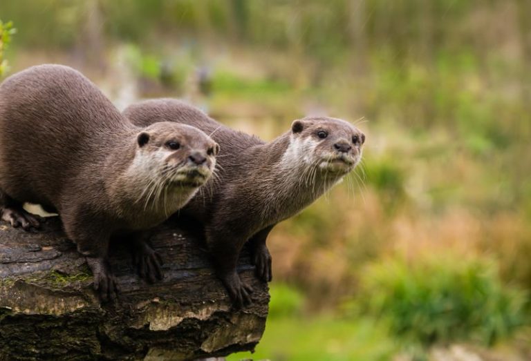 What Are The Predators Of Otters – North American Nature