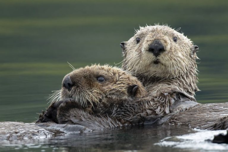 What Are The Predators Of Otters – North American Nature