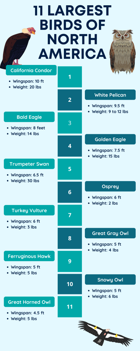 11 Largest Birds Of North America