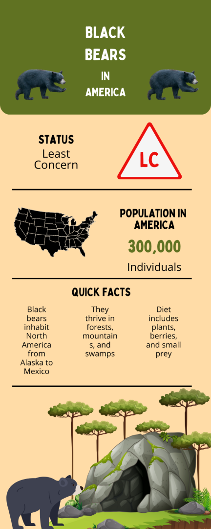 Where Can You See Black Bears In America?