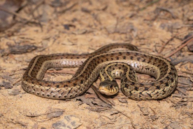 10 Brown Snakes You Can Find In South Carolina – North American Nature