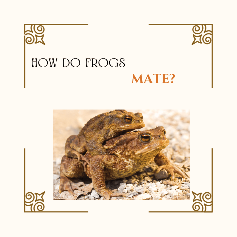 How Do Frogs Mate?