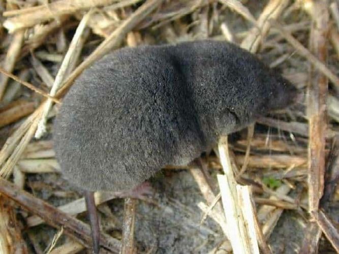 75 Facts About Shrews – North American Nature