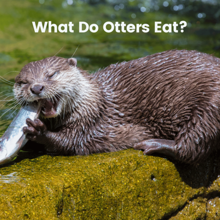 North American Nature – Q and A About North American Nature