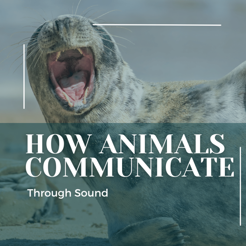 How Animals Communicate Through Sound