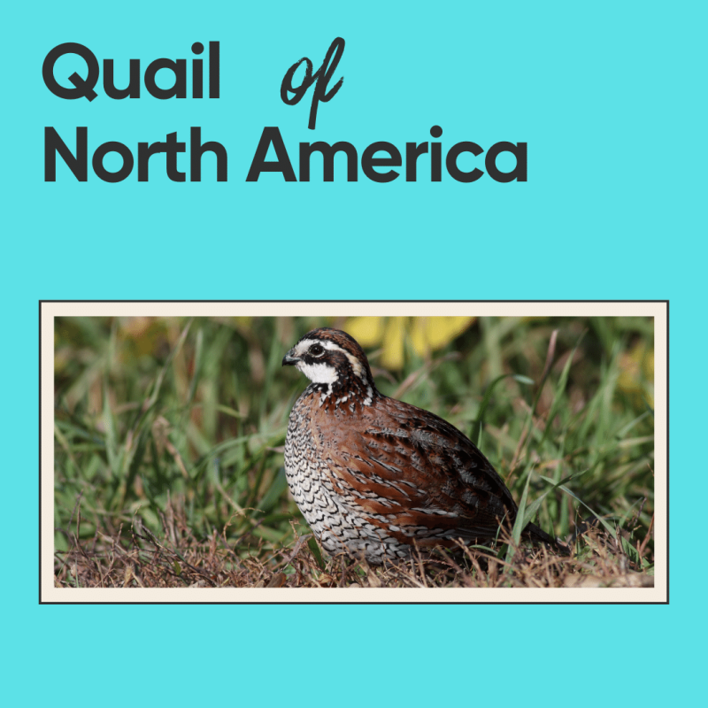 Quail Of North America